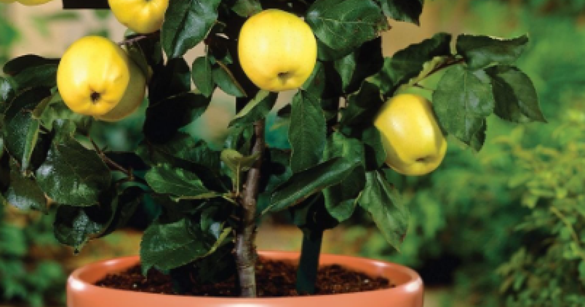 Portal T5 | Aprenda a cultivar plantas frutíferas em pequenos espaços